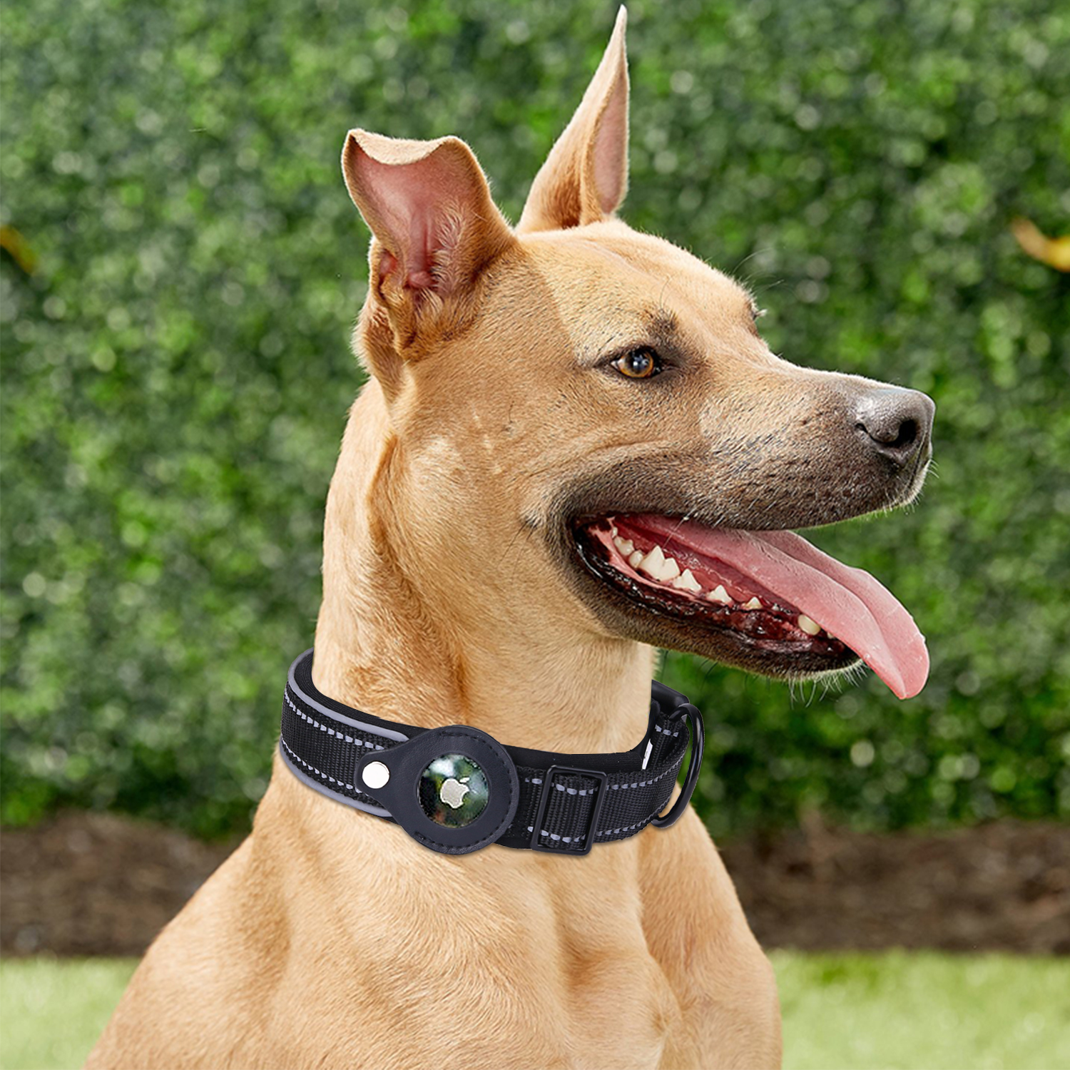 Why Your Dog Needs an Apple AirTag Collar: Helpful Tips and More - Pets ...