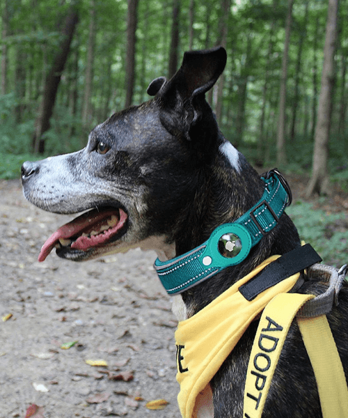 Why Your Dog Needs an Apple AirTag Collar: Helpful Tips and More - Pets ...